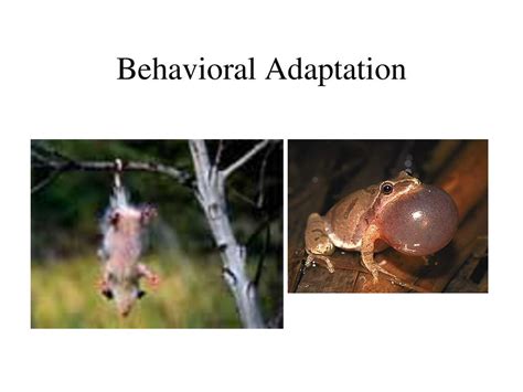 Image result for Behavior Adaptation