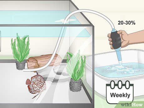 Image result for How to Keep Discus