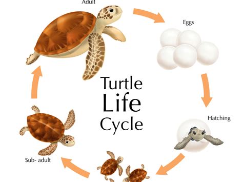Image result for Turtle Life Cycle Videos