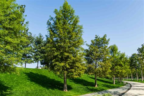 Image result for Fast Growing Shade Trees