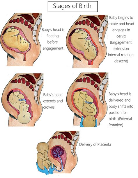 Image result for Childbirth Explained