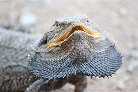 Image result for Long Neck Lizard