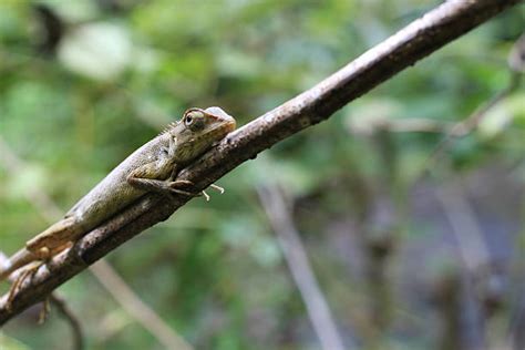 Image result for Lizard Hatching