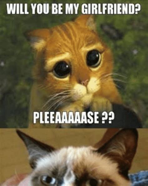 Image result for Random Cat Memes Clean