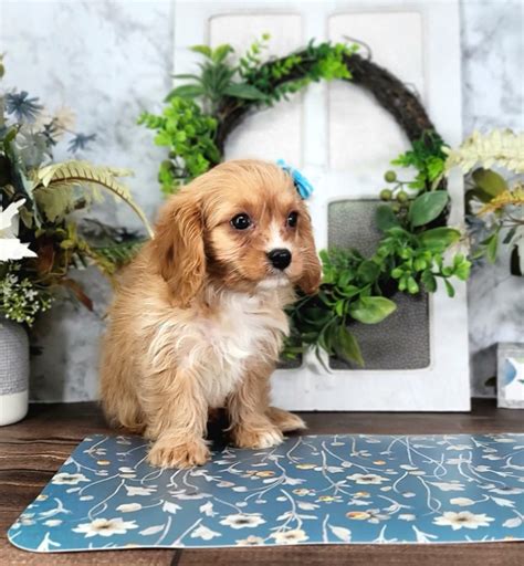 Ruby - Red female Cavapoo Puppy For Sale - Puppies Online