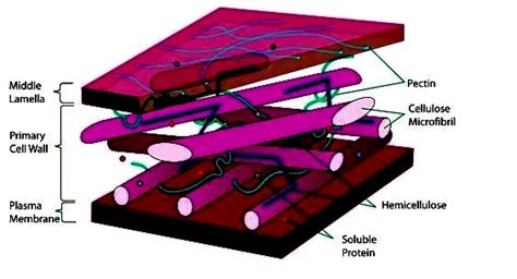 Image result for Cell Envelope and Its Modifications