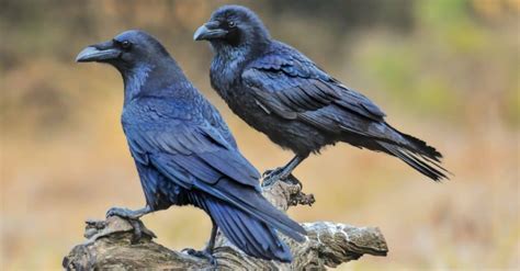 Raven vs Crow Size: How to Tell Them Apart - A-Z Animals