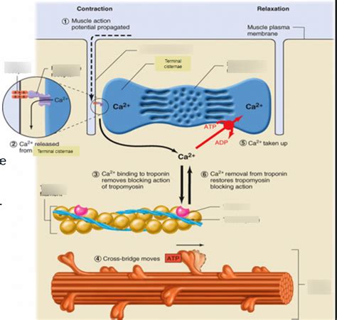 Image result for Excitation Coupling Contraction-Relaxation