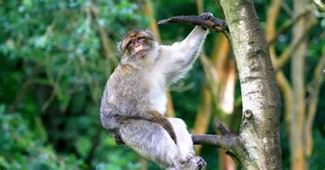Image result for Macaque Behavior