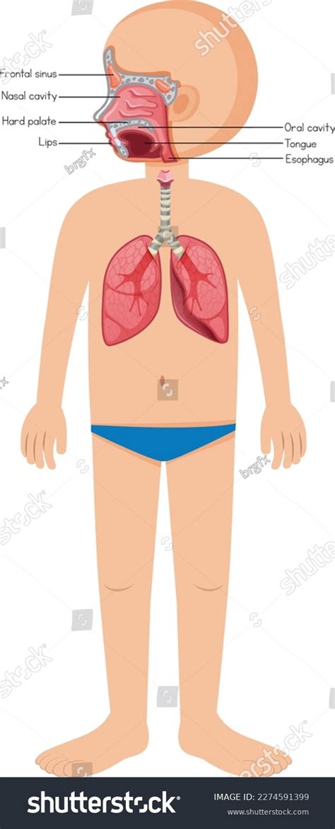 Image result for Cartoon Anatomy Tutorial