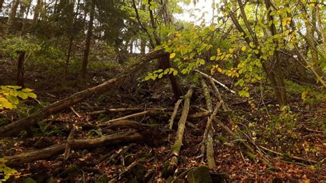 Image result for Tree Root Direction