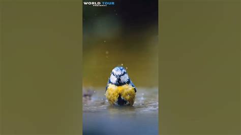 Image result for Lady Bug Bathing