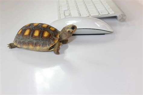 Image result for App Turtle Triangle in Computer
