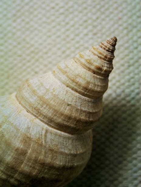 Image result for How to Remove Conch Shell