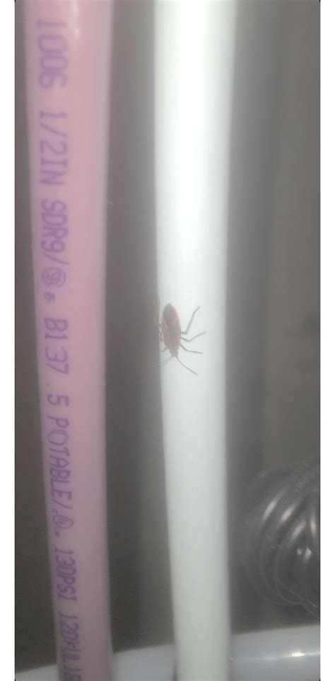 Image result for Cockroach Ontario