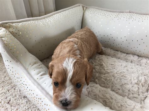 Image result for Cavapoochon Puppy