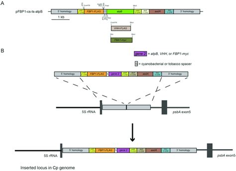 Image result for Operon Labeled