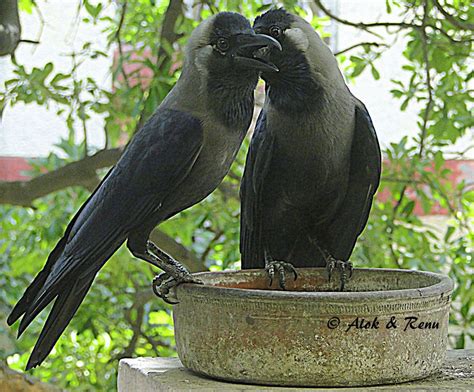 Image result for Crow Types