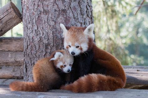Red Panda Cubs With Mom
