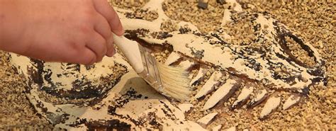 Image result for Fossil Digging