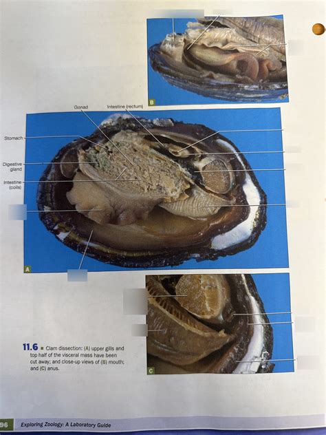 Image result for Clam Dissection