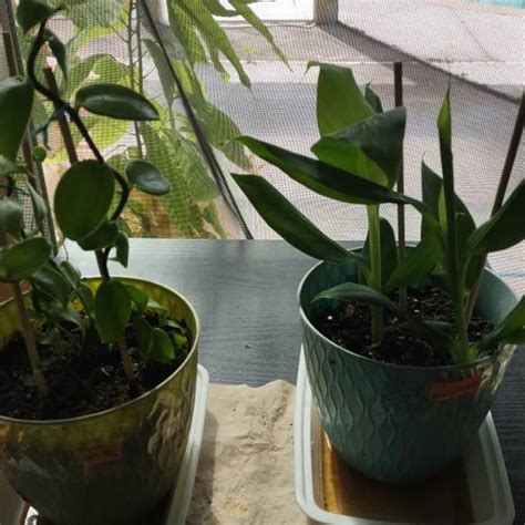 Image result for Blue Java Banana Tree