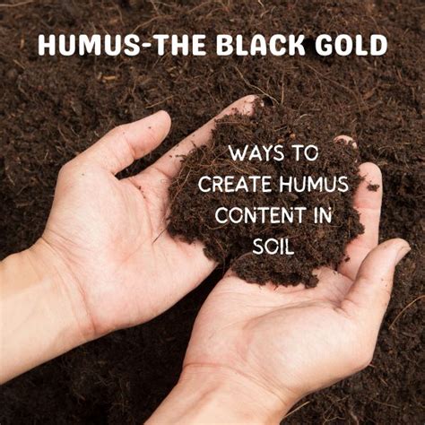 Image result for Planting in Humus