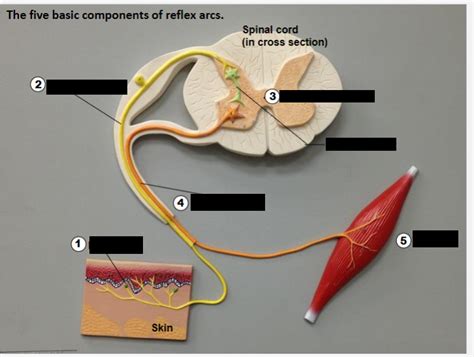 Image result for Components of Reflex Arc