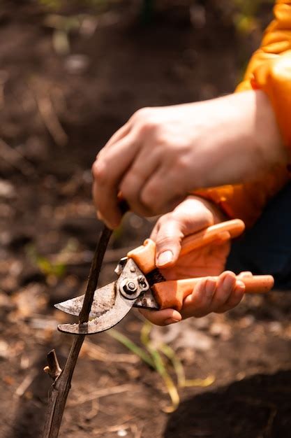 Image result for Pruning Tree Branches Spring