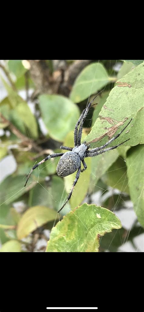 Image result for Identifying Spiders