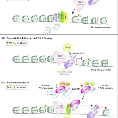Image result for Reprogramming Factors