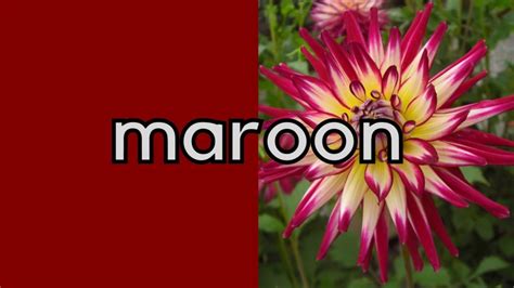 Image result for Colours Advanced English