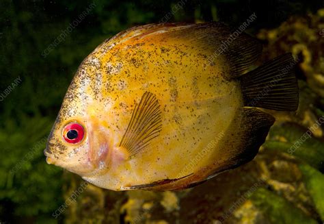Image result for Red Melon Discus