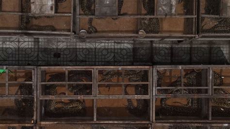 Image result for Python Farming