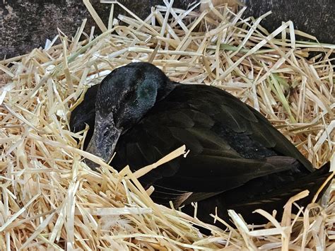 Image result for Brooding Ducks