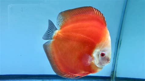 Image result for Ruby Red Discus