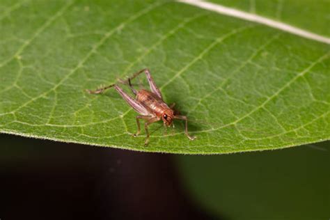 Image result for Chirping Insect