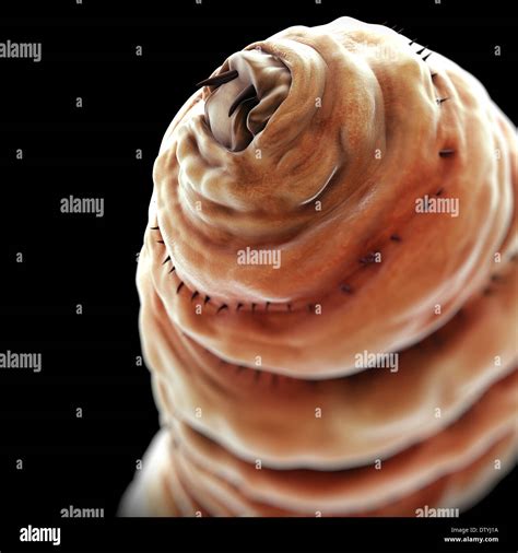 Image result for Bot Fly Larvae Removal