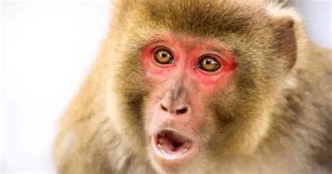 Image result for Macaque Behavior