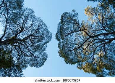Image result for Overhead Pattern