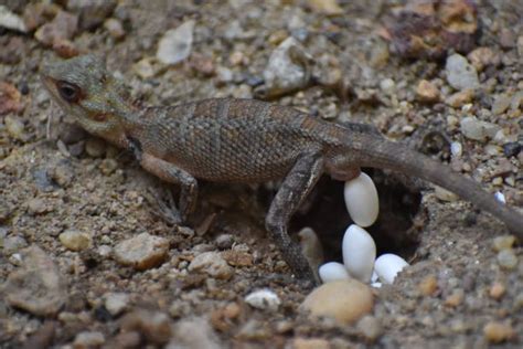 Image result for Lizard Hatching