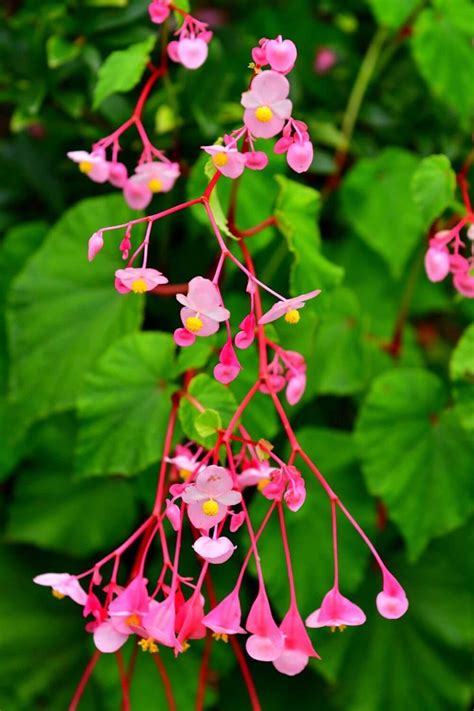 Image result for Shade Loving Perennials