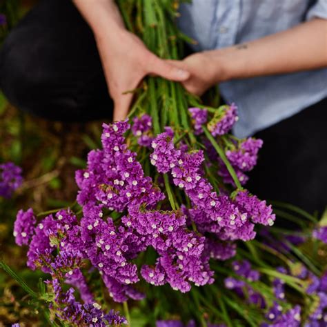 Image result for Status Flower