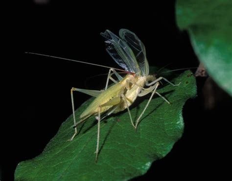 Image result for A Singer Insect