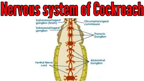 Image result for Cockroach Nervous System