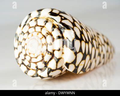 Image result for Venomous Sea Shell