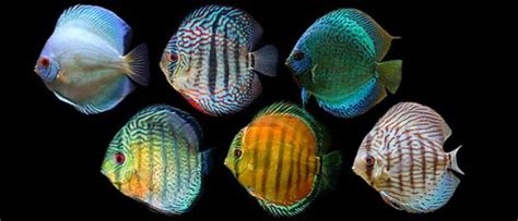Image result for Types of Discus Fish List