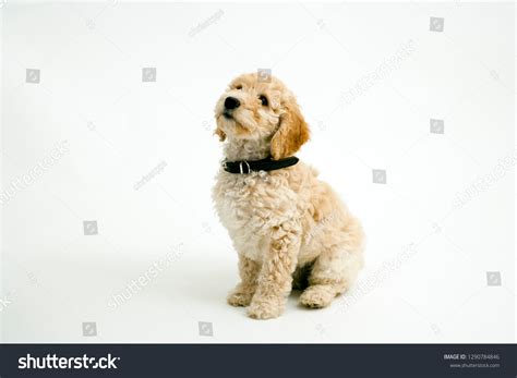 Image result for 2 Week Old Cockapoo