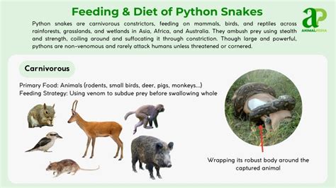 Image result for Python Snakes Diet