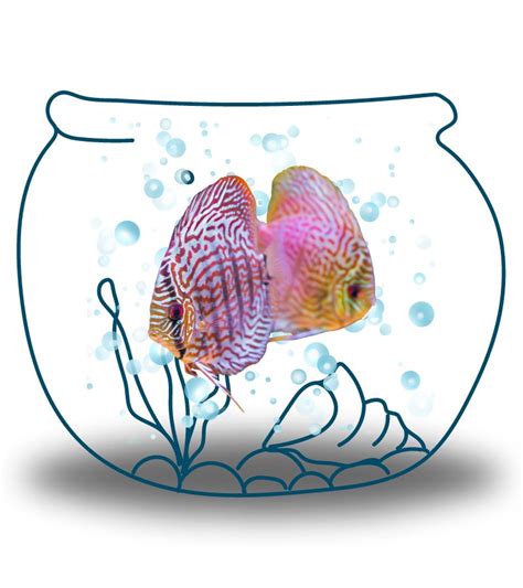 Image result for Red Turquoise Discus